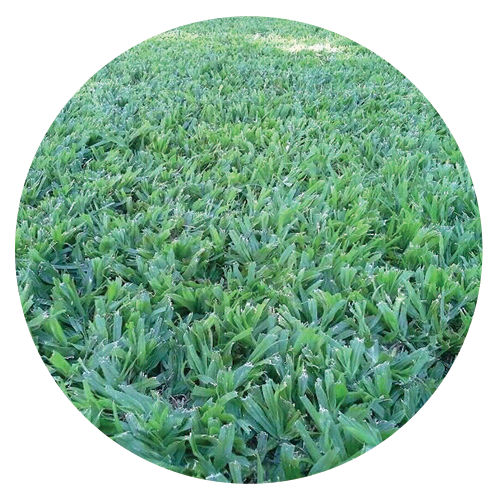 LadyLawn | Premium Lawn Installation Services Western Cape